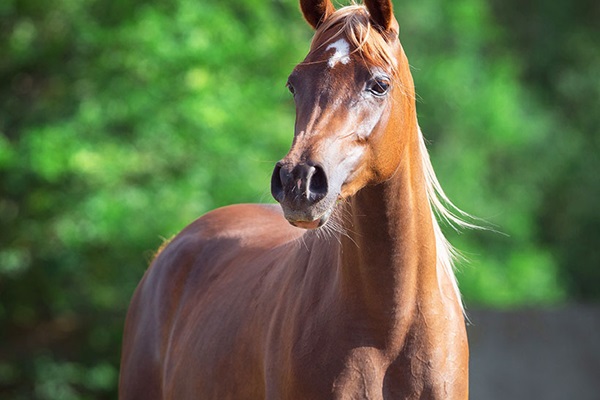 Specialty Horse and Dog Insurance | Equisure