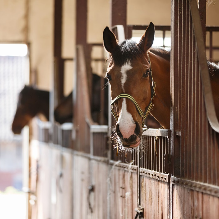 Personal Equine General Liability Insurance | Equisure